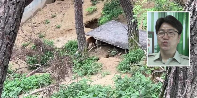 Red foxes released into the wild to restore mountain ecosystem ...