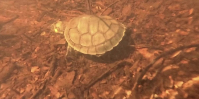 Amazonian communities and scientists release 1,500 turtles in Brazil's ...