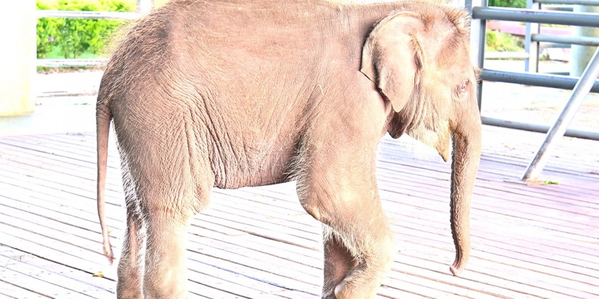 Royal While Elephant :Baby elephant turns 11 and half month old ...
