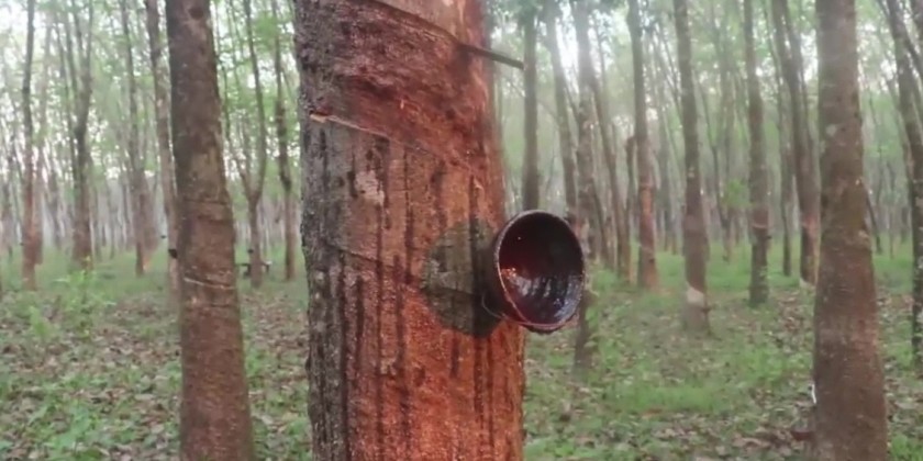 Rubber Export: About 300,000 tons expected in 2023-2024 | Myanmar ...