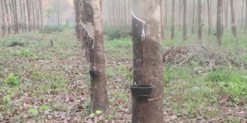 Rubber Export: About 300,000 tons expected in 2023-2024 | Myanmar ...