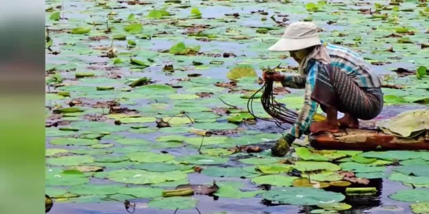 Lotus Fiber Production: Creating job opportunities for locals in Salin ...