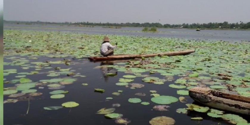 Lotus Fiber Production: Creating job opportunities for locals in Salin ...