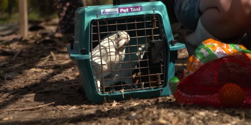 Saving parrots stranded by Ian Rescuers flock to save parrots stranded ...