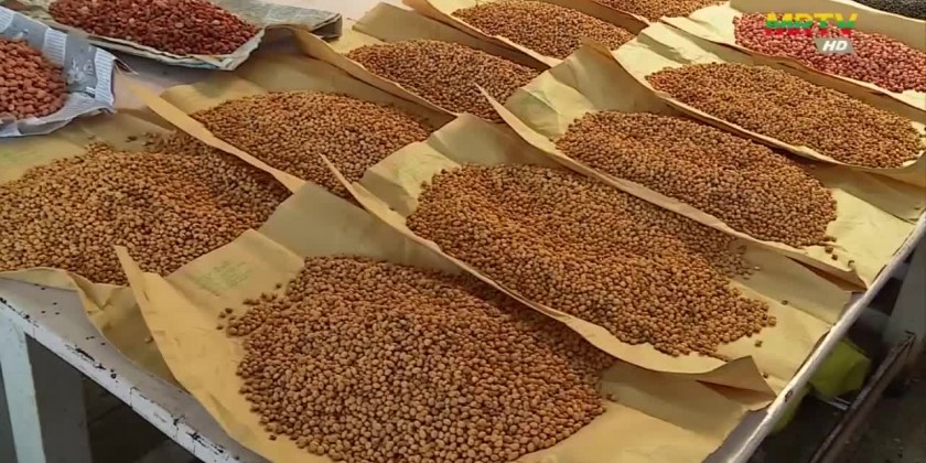 Local Sesame Market: Sesame to China and Japan | Myanmar International TV