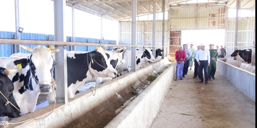 Inspection of Cattle Breeding Zone: Shan State CM inspected cattle ...