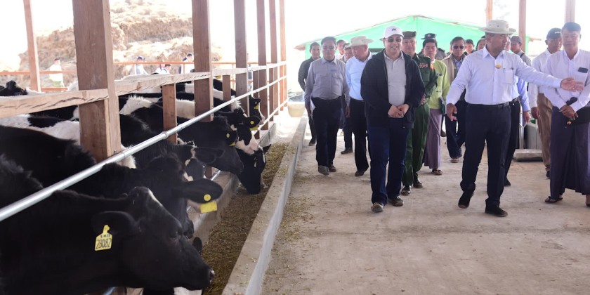 Inspection of Cattle Breeding Zone: Shan State CM inspected cattle ...