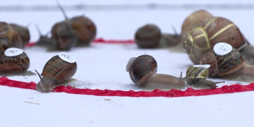 Ready. Steady. Slow: UK village hosts World Snail Racing Championships ...