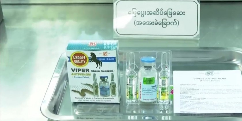 Producing more snake anti-venom: Snake anti-venom to be produced more ...
