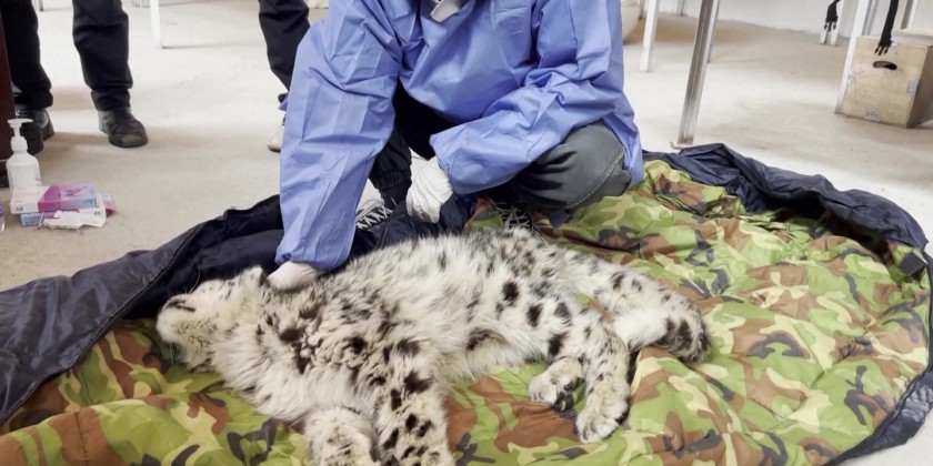 Rescued rare snow leopard cub recovers well at wildlife park | Myanmar ...