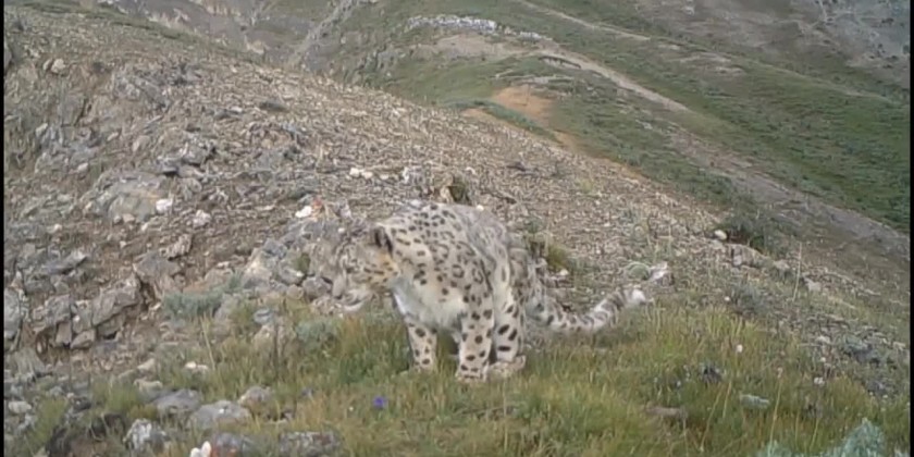 Snow leopards in Xizang | Myanmar International TV