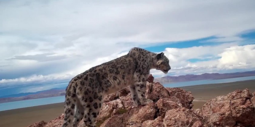 Snow leopards in Xizang | Myanmar International TV