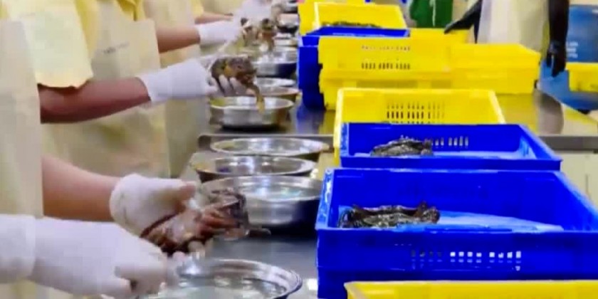 Soft-Shell Crabs Breeding: Exports volume reached over $4.9 million in ...