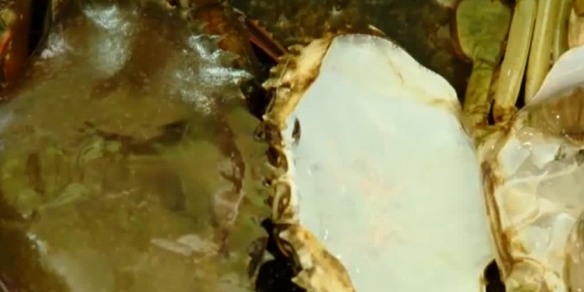 Soft-Shell Crabs Breeding: Exports volume reached over $4.9 million in ...