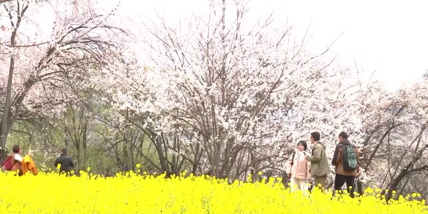 Spring flower festivals bloom across China | Myanmar International TV