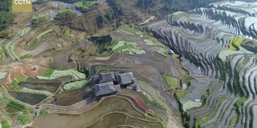 Spring plum blossoms at ancient town draw visitors in Guizhou | Myanmar ...
