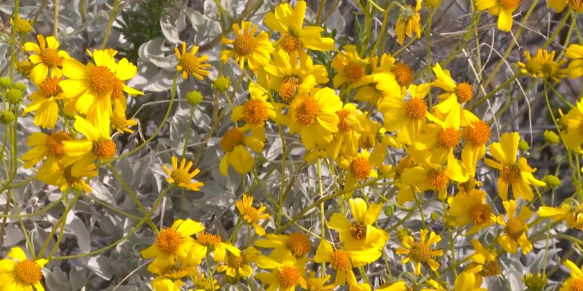 Super bloom in Arizona | Myanmar International TV