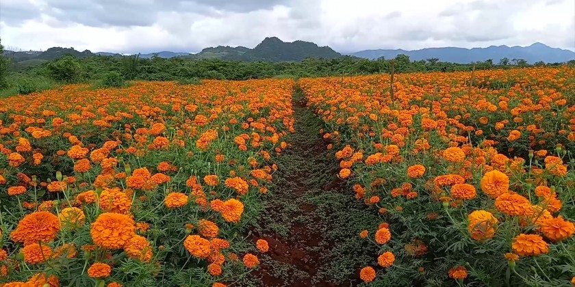 Thriving flowering plants: Marigolds bloom in Hopong Township | Myanmar ...