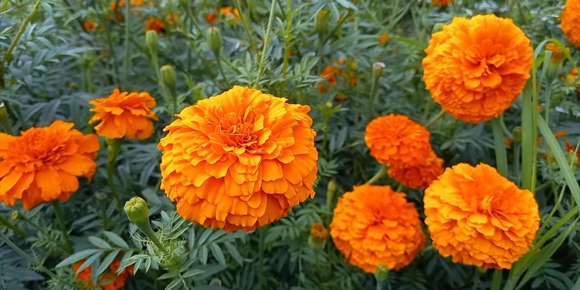 Thriving flowering plants: Marigolds bloom in Hopong Township | Myanmar ...