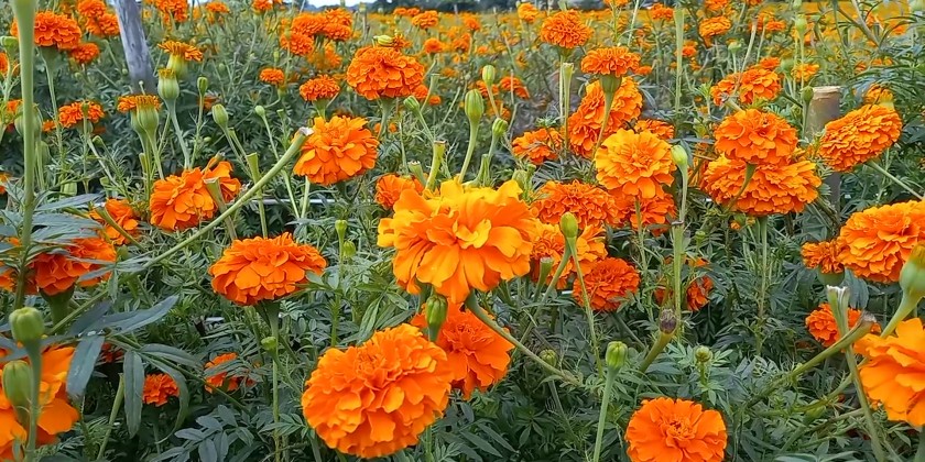 Thriving flowering plants: Marigolds bloom in Hopong Township | Myanmar ...