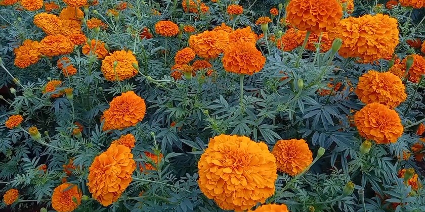 Thriving flowering plants: Marigolds bloom in Hopong Township | Myanmar ...