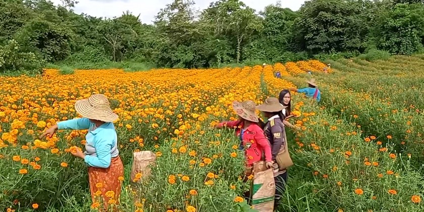 Thriving flowering plants: Marigolds bloom in Hopong Township | Myanmar ...