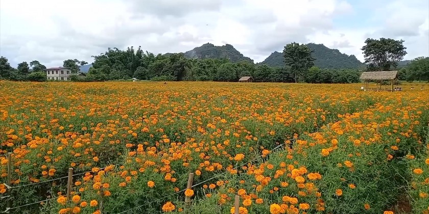 Thriving flowering plants: Marigolds bloom in Hopong Township | Myanmar ...