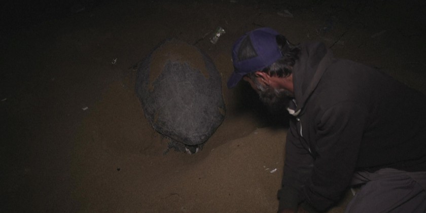 Green turtles fight to survive against Pakistan's urban sprawl ...