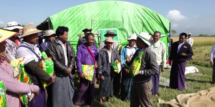 Agriculture Development: Monsoon paddy model plantations harvested in ...