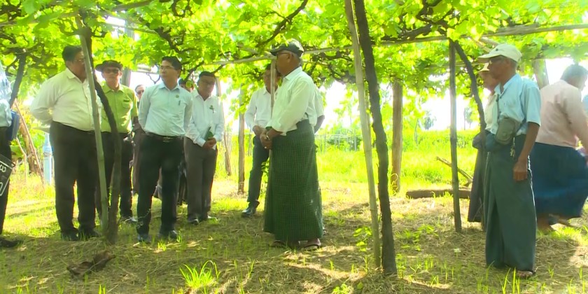 Agriculture and Irrigation: Visiting vineyards and dam in Yamethin ...