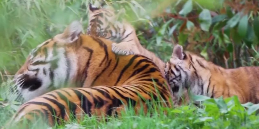 Tiger cubs emerge from den at UK zoo | Myanmar International TV