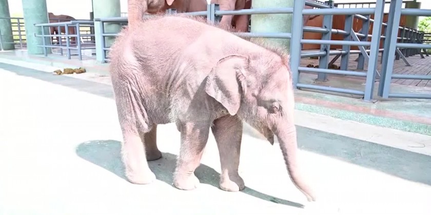 Royal White Elephant: Baby elephant turns 6th month old | Myanmar ...