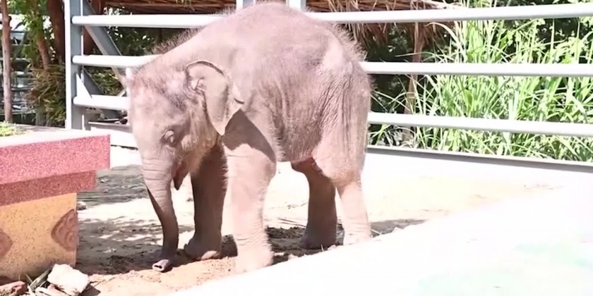 Royal White Elephant: Baby elephant turns 6th month old | Myanmar ...
