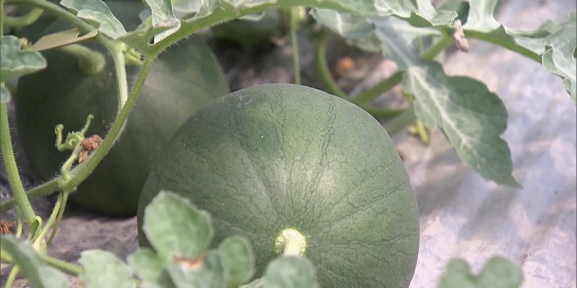 New Types of Tasty Watermelon Now Available In Shanghai | Myanmar ...