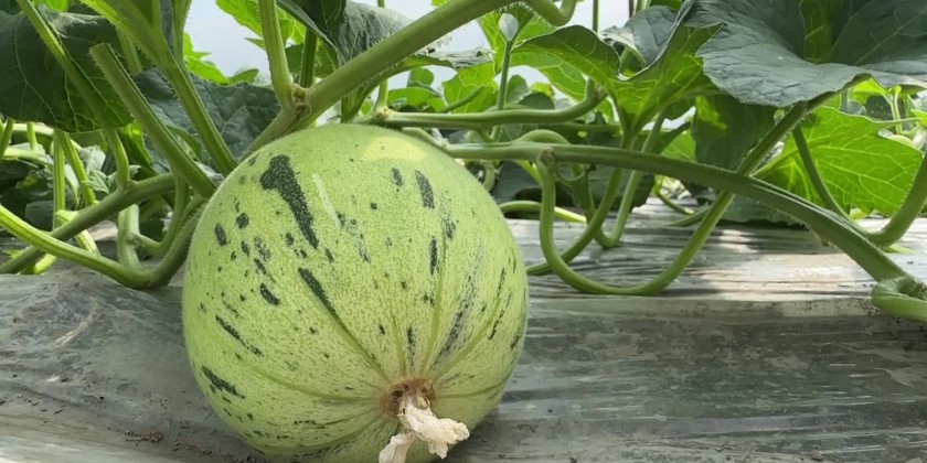 New Types of Tasty Watermelon Now Available In Shanghai | Myanmar ...