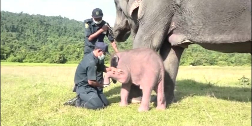 White Elephant Condition:3-month-old baby healthy and happy with mother ...