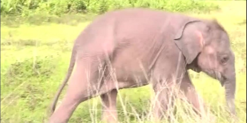 White Elephant Condition:3-month-old baby healthy and happy with mother ...