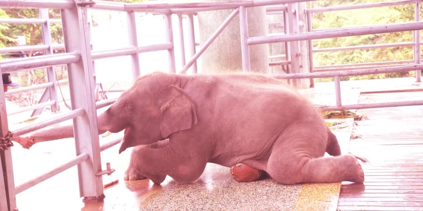 Royal White Elephant: RahtaNandaka turns three years old | Myanmar ...
