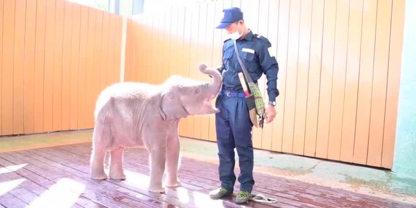 White Elephant Condition: Rattha Nandaka healthy and happy with his ...