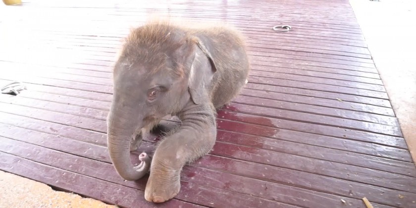 White Elephant Condition: ‘Rattha Nandaka’ Happy and Healthy with ...