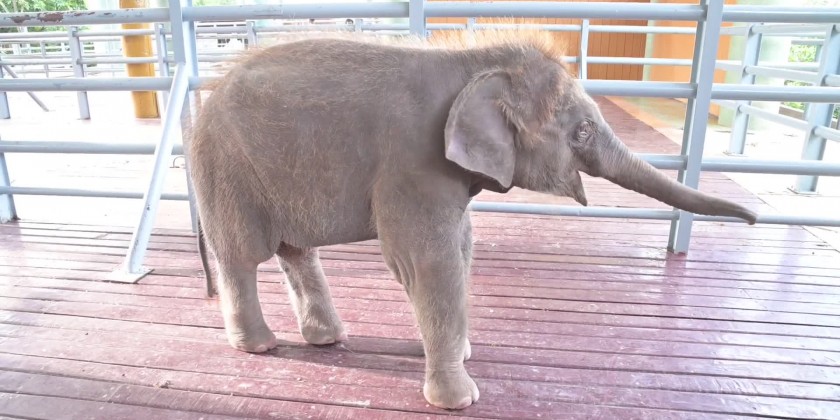 White Elephant Condition: ‘Rattha Nandaka’ Happy and Healthy with ...