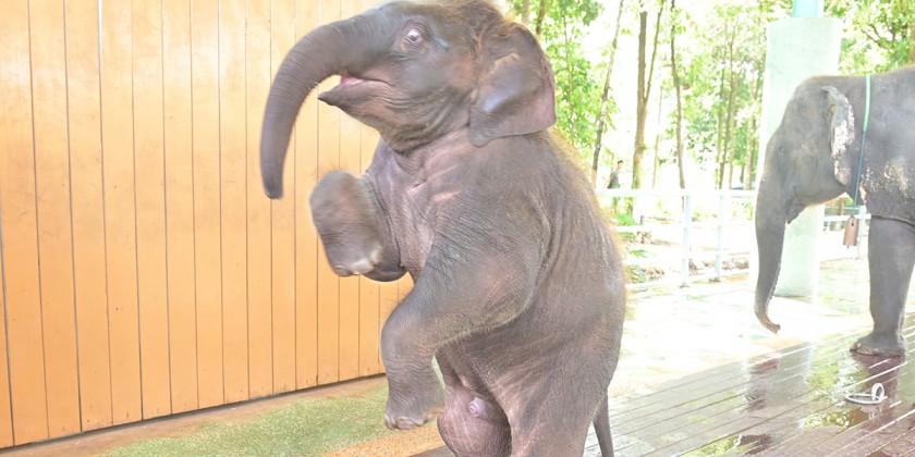 White Elephant Condition: ‘Rattha Nandaka’ Happy and Healthy with ...