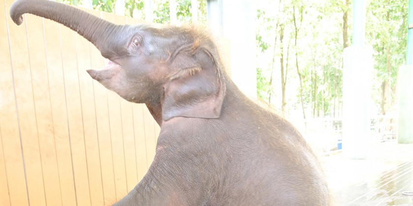 White Elephant Condition: ‘Rattha Nandaka’ Happy and Healthy with ...