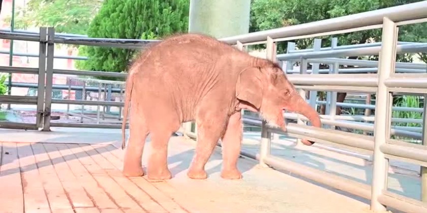 Royal While Elephant: Baby elephant turns 6 and half months old ...