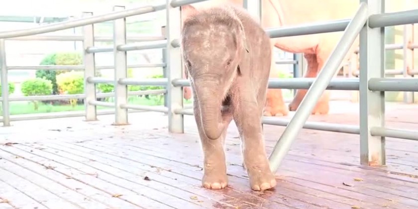 Royal While Elephant: Baby elephant turns 6 and half months old ...