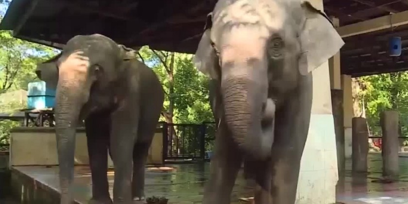 Recreation Area in Yangon: Preparations underway to upgrade Zoological ...