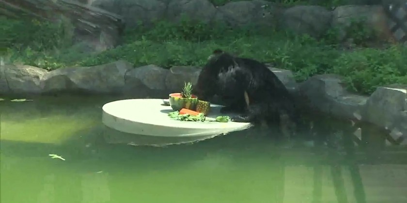 Zoo animal’s battle heat wave | Myanmar International TV