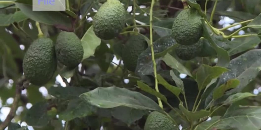 Avocado production: Over 4,000 tons of avocados exported in this FY ...