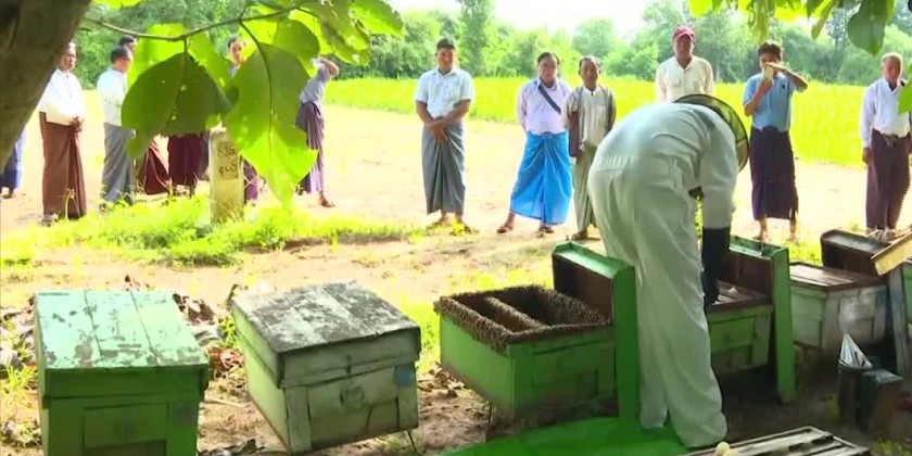 Beekeeping Business: Sharing Good Beekeeping Practices | Myanmar ...