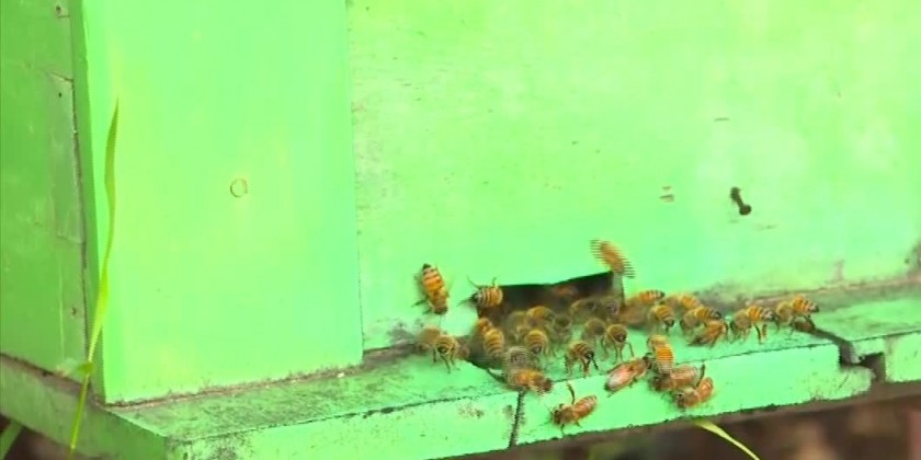 Beekeeping Business: Sharing Good Beekeeping Practices | Myanmar ...